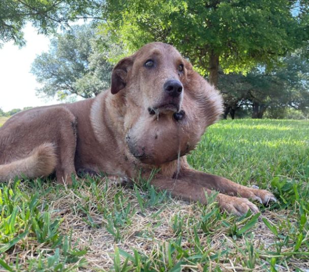 From Abandonment to Recovery: Jake’s Uplifting Journey of Healing and ...