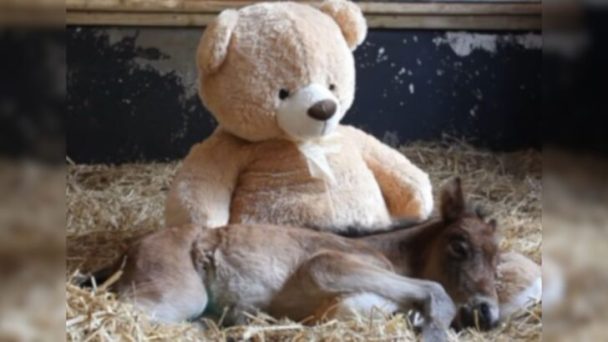 Orphaned Wild Pony Won’t Let Go Of His Emotional Support Teddy Bear At ...